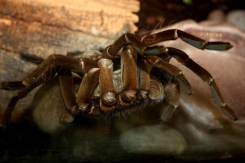 12 Of The World’s Most Extreme Spiders