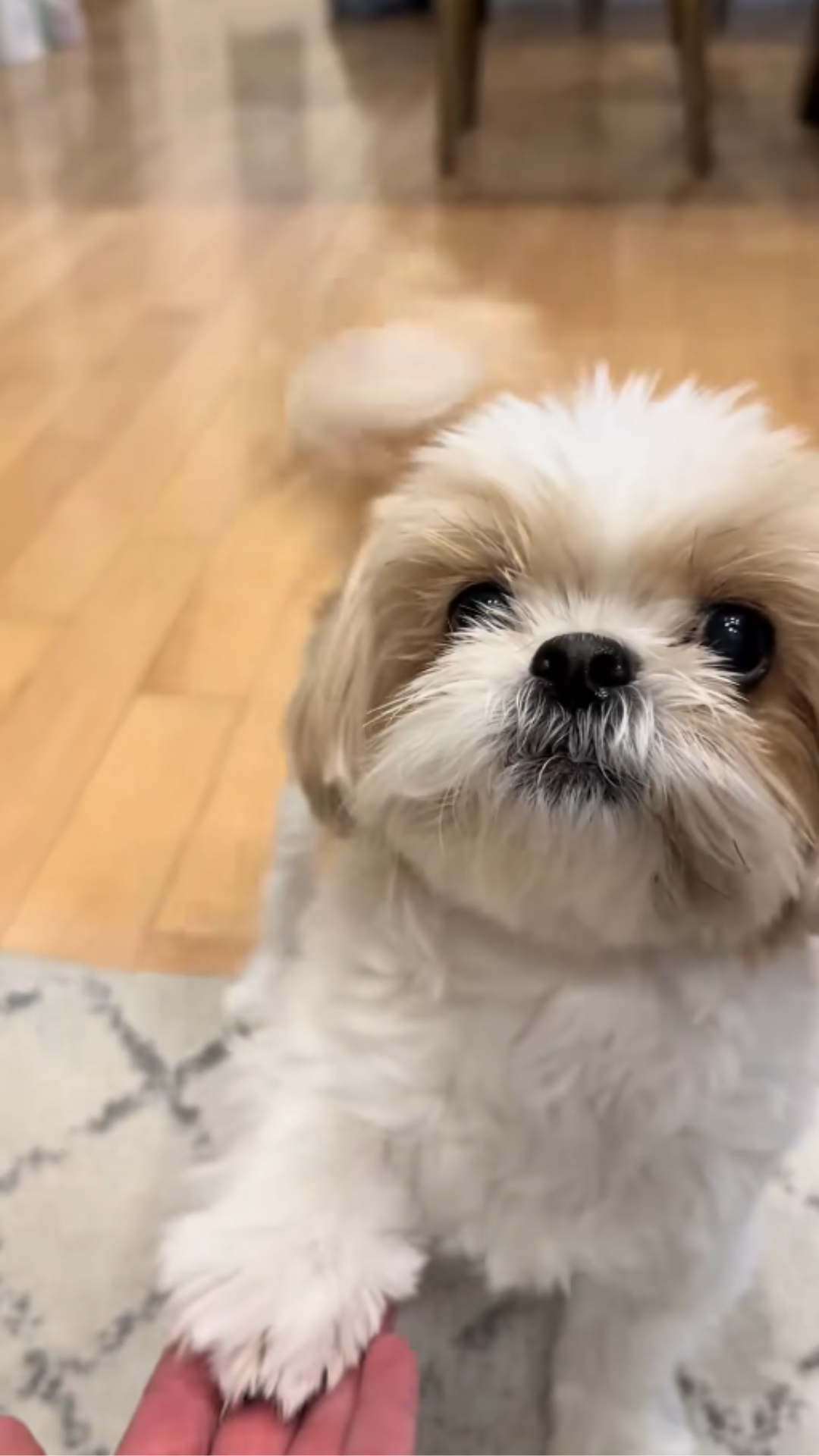 Stella the Shih Tzu’s Food Routine and EPI Medication Soak Time