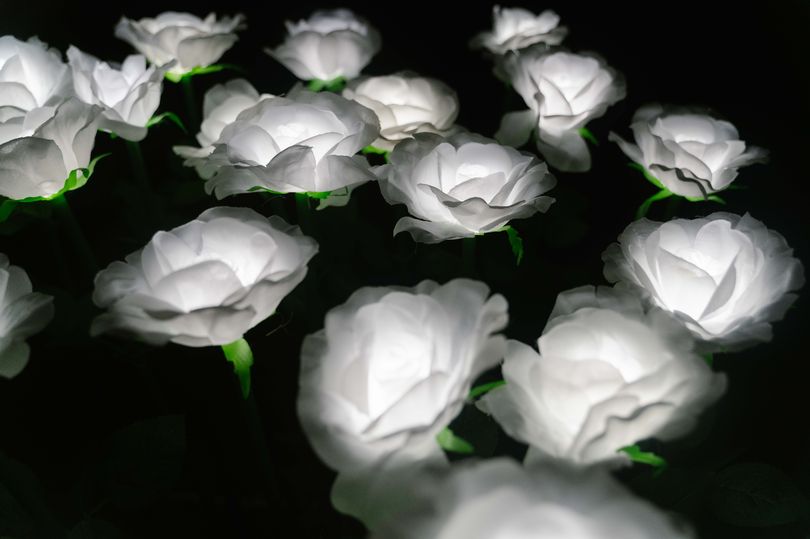 Darts Farm to be illuminated with hundreds of glowing roses