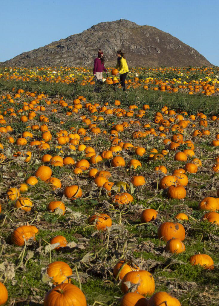 Aerial photos capture 70,000 pumpkins at one of UK’s largest patches