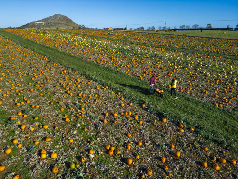 Aerial photos capture 70,000 pumpkins at one of UK’s largest patches