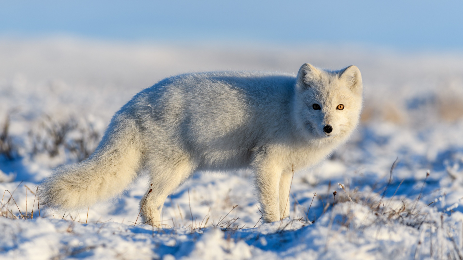7 Arctic Animals That Survive The Coldest Temperatures In Canada