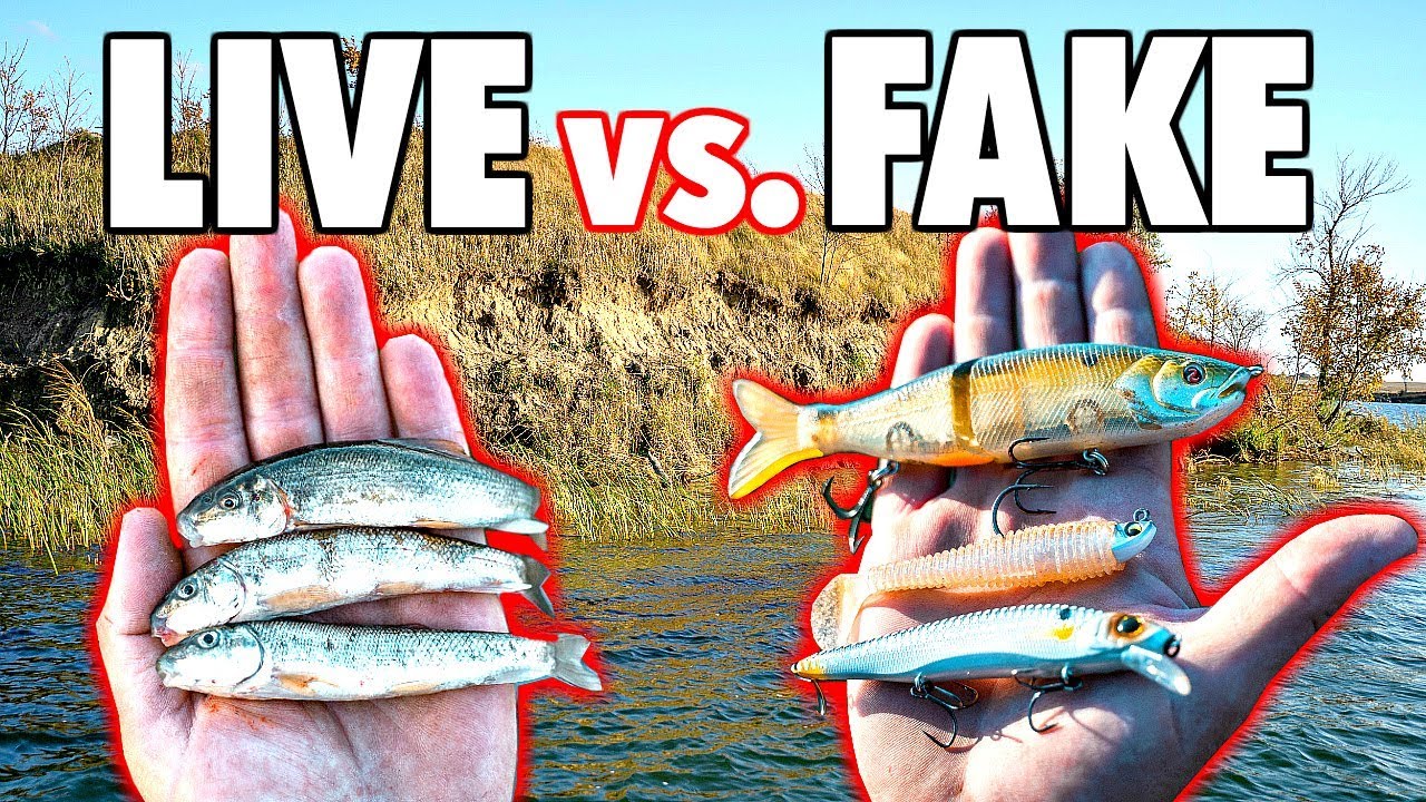 Live bait takes on artificial lures in this fishing challenge
