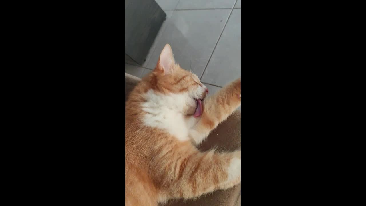 Sleepy cat with tongue stuck on its leg creates adorable moment in Ijuí ...