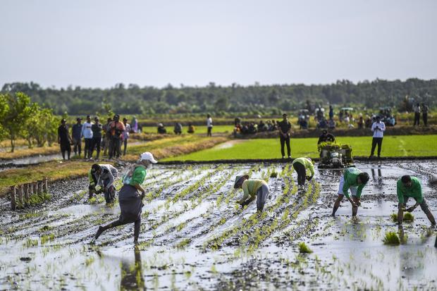Pantau Gambut Kritik PSN, Dominasi Kepentingan Ekonomi Namun Abaikan ...