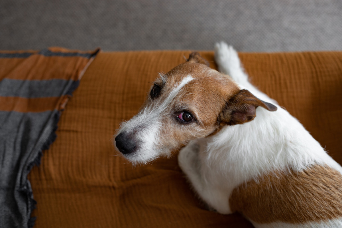 Gentle Home Remedies for Your Dog’s Red or Bloodshot Eyes