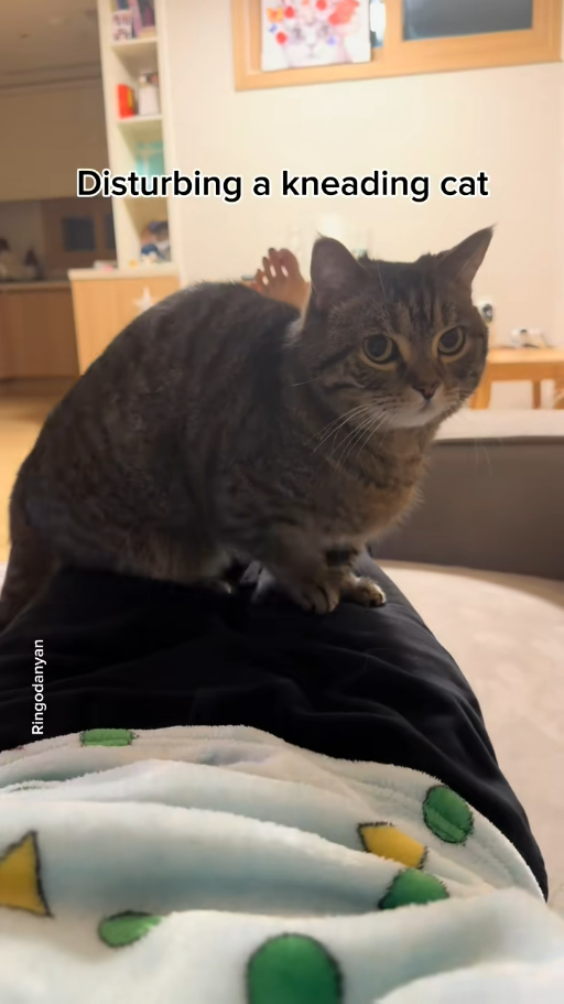 Interrupting a Kneading Cat… and Regretting It