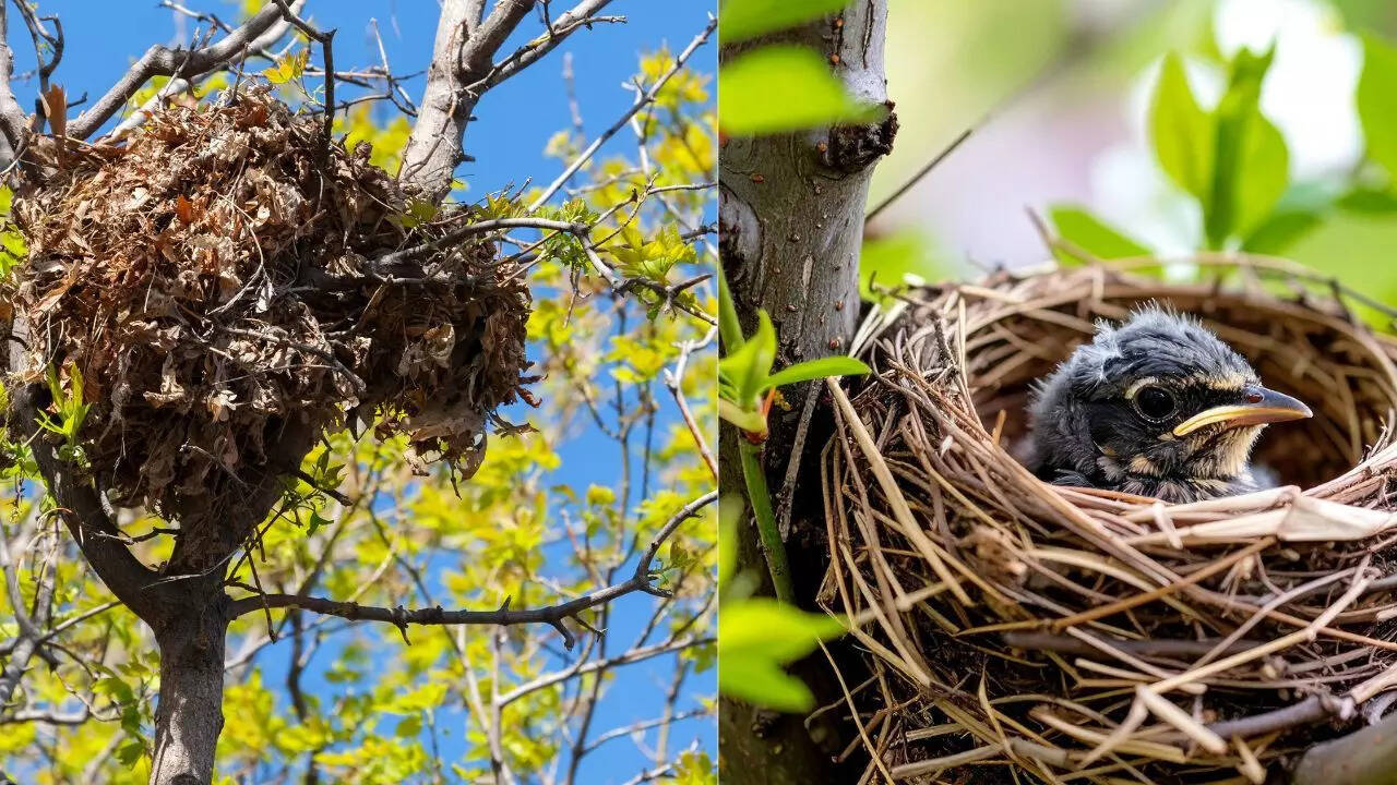 Squirrel nest vs bird nest: Key differences in structure, size ...