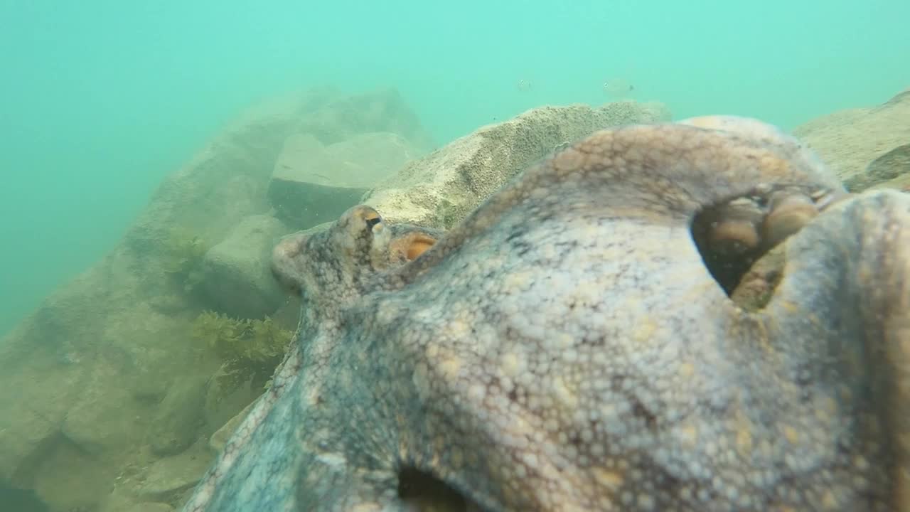 Curious octopus grabs diver's GoPro in rare encounter