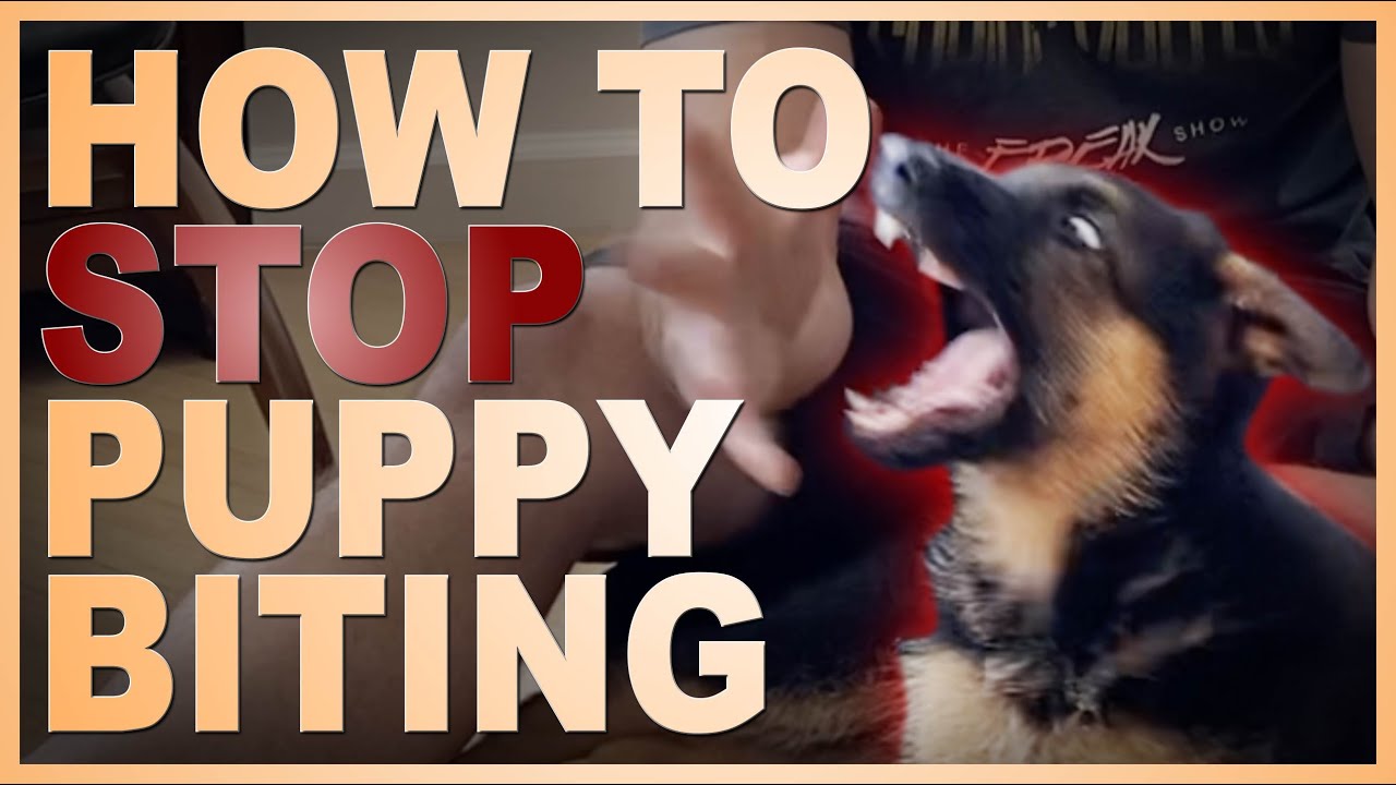 How to Teach Your Puppy That Biting Isn’t Playtime