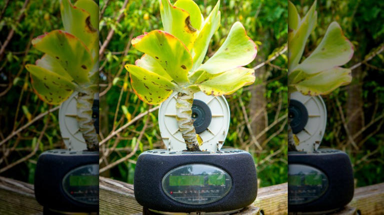 How To Repurpose A Boombox Into A Retro-Style Planter