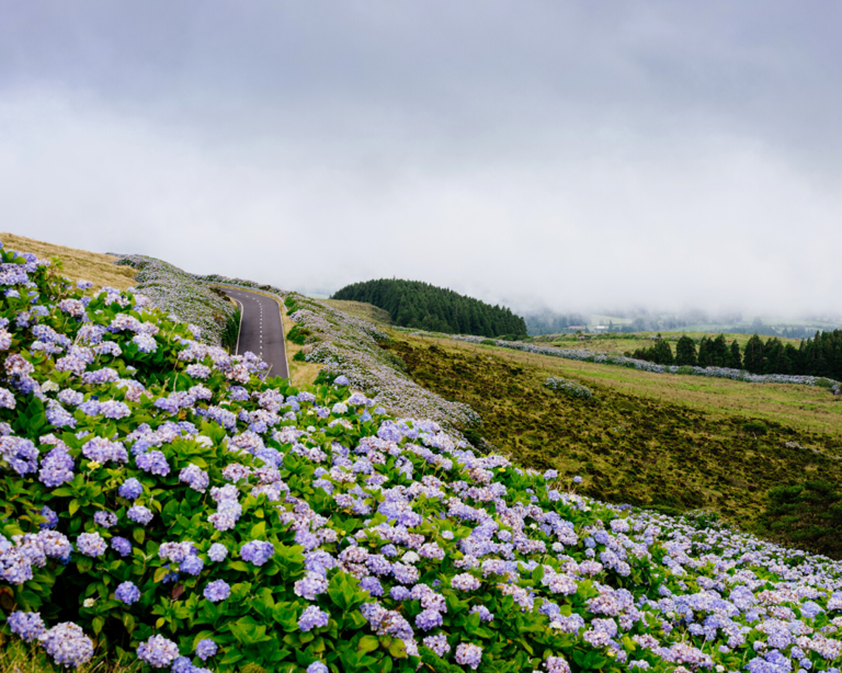 Geheimtipp: Diese Insel erstrahlt jedes Jahr in „tausend Blautönen ...