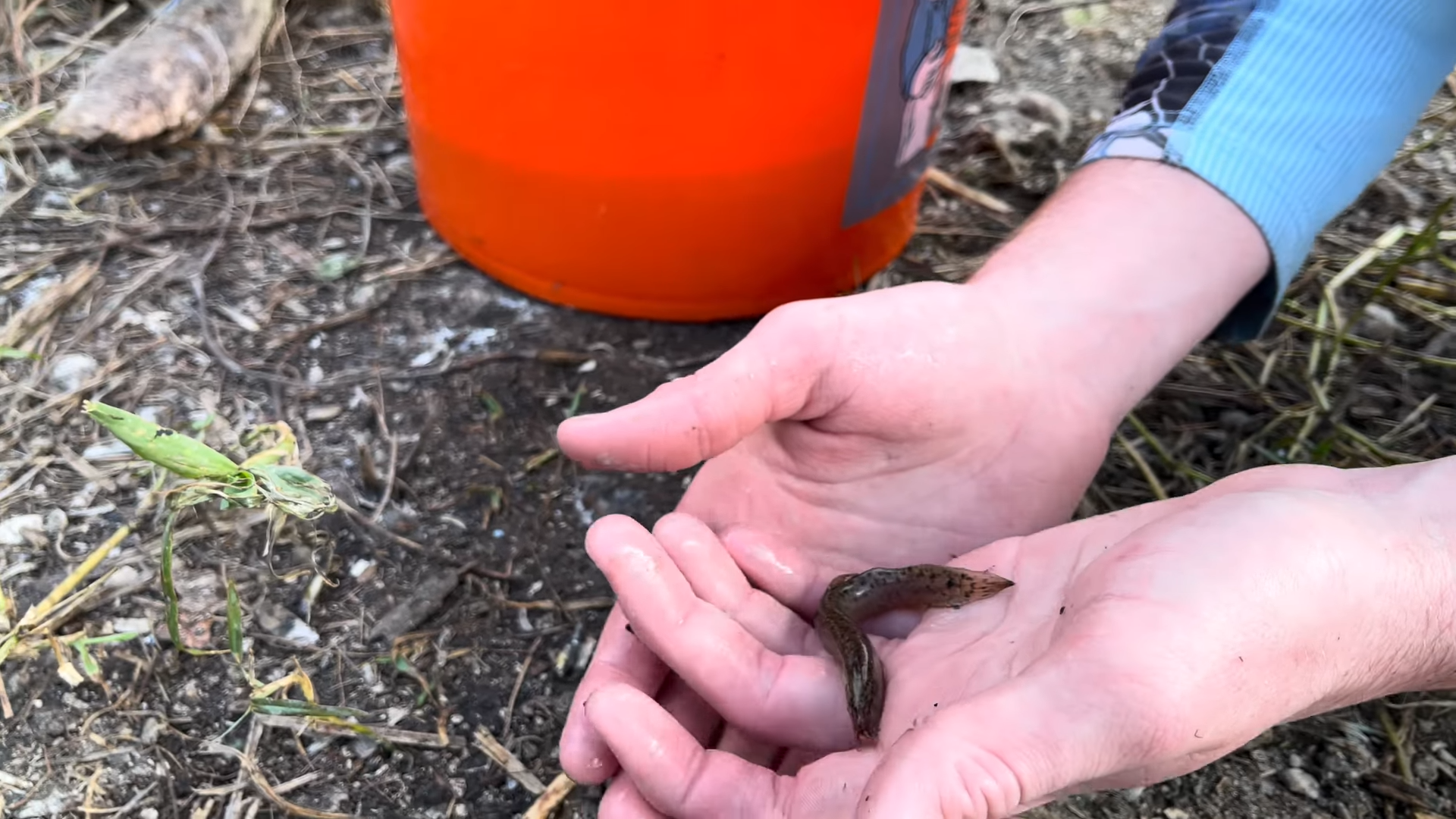 Catching rare eel fish deep in the Florida Everglades