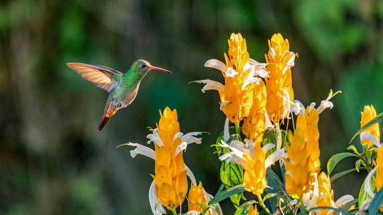 Turn Your Yard Into A Hummingbird Feeding Ground With These Tips For ...