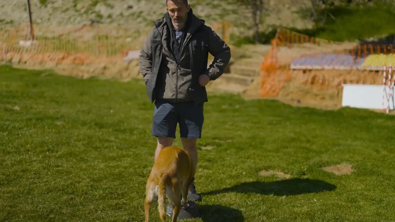 The Secret Trick That Builds Your Dog’s Balance and Control