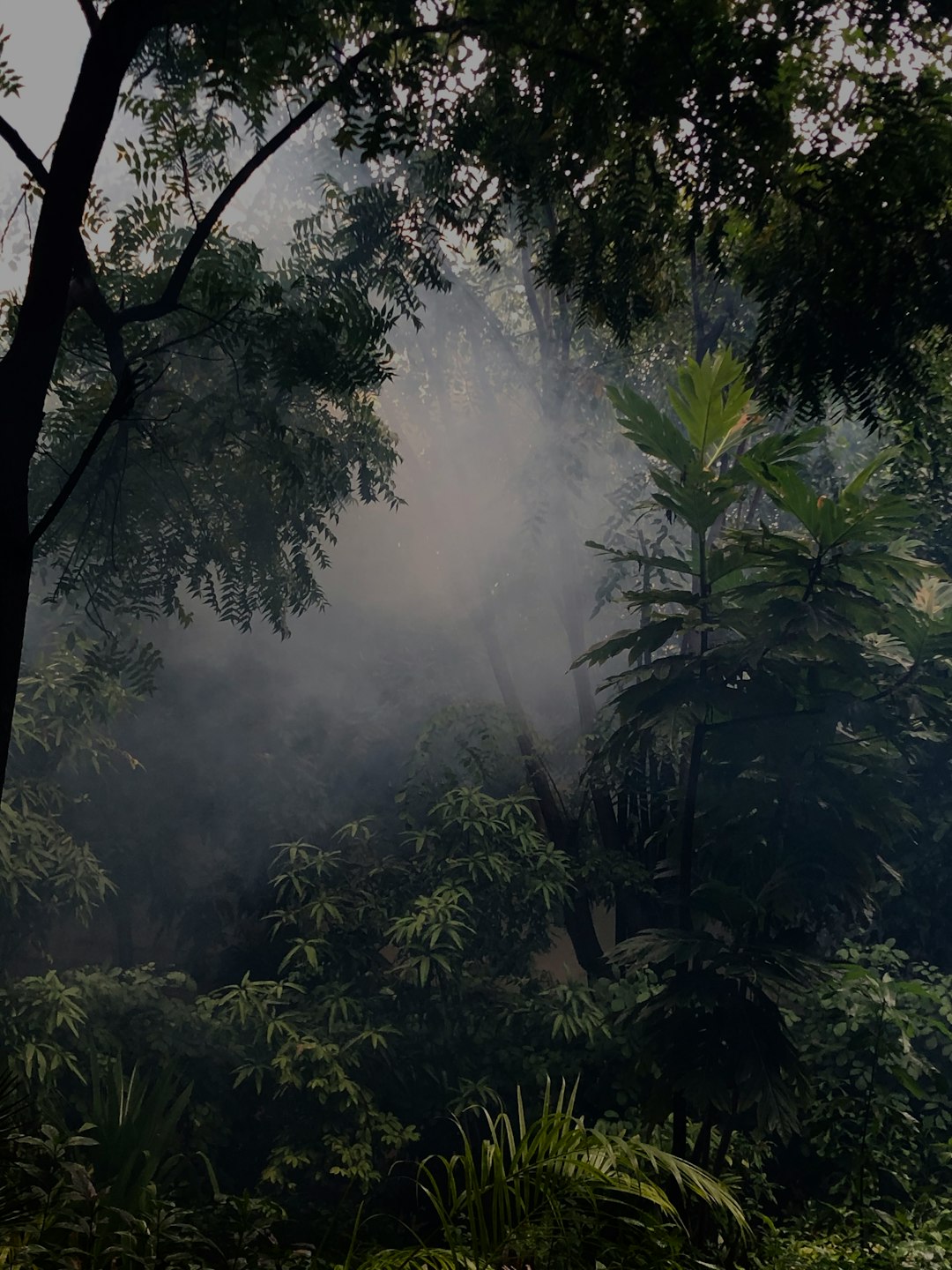 10 Facts About The Amazon Rainforest - From Environmental Scientists