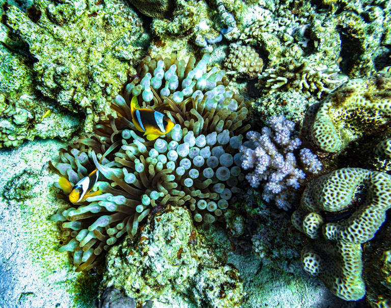 How The Great Barrier Reef Formed Over Time - Explained By Marine ...