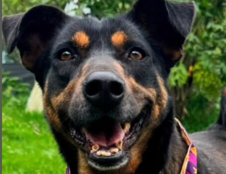Fundación que cuida perros sin hogar pide ayuda para cumplir su mayor ...