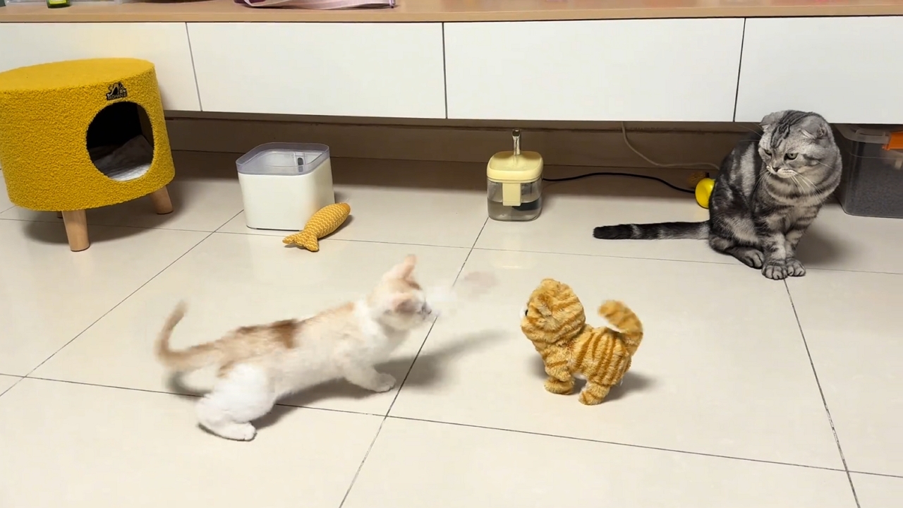 Kitten mistakes toy cat for real one in Beijing, China