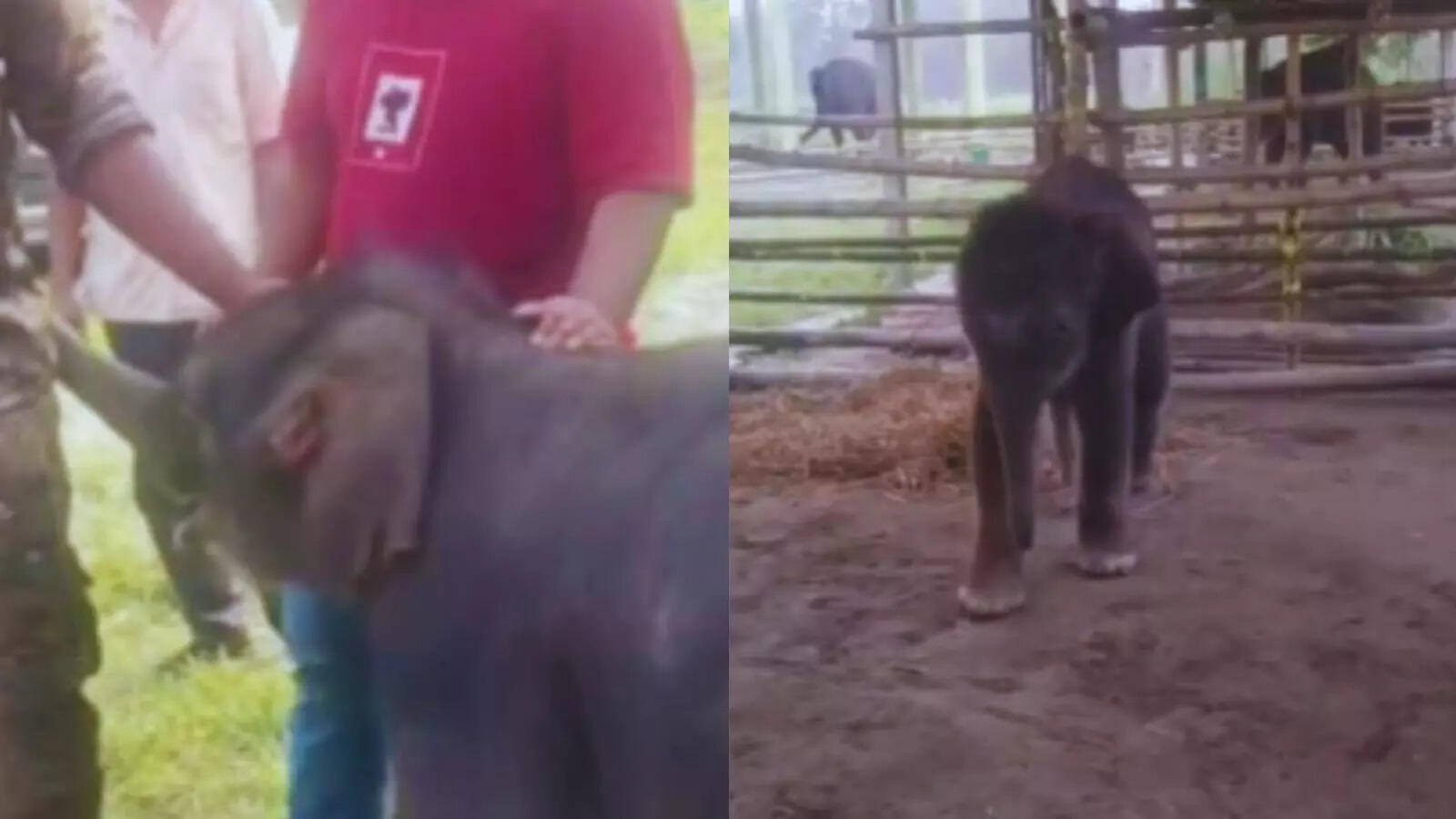 Baby Elephant Abandoned by Mother Rescued in Flood, Viral Video ...