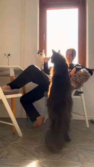 Life with a Maine Coon Cat: Meet Zeus
