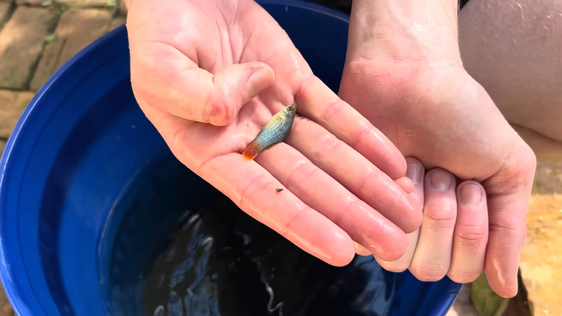 Catching rare exotic fish for my new aquarium setup