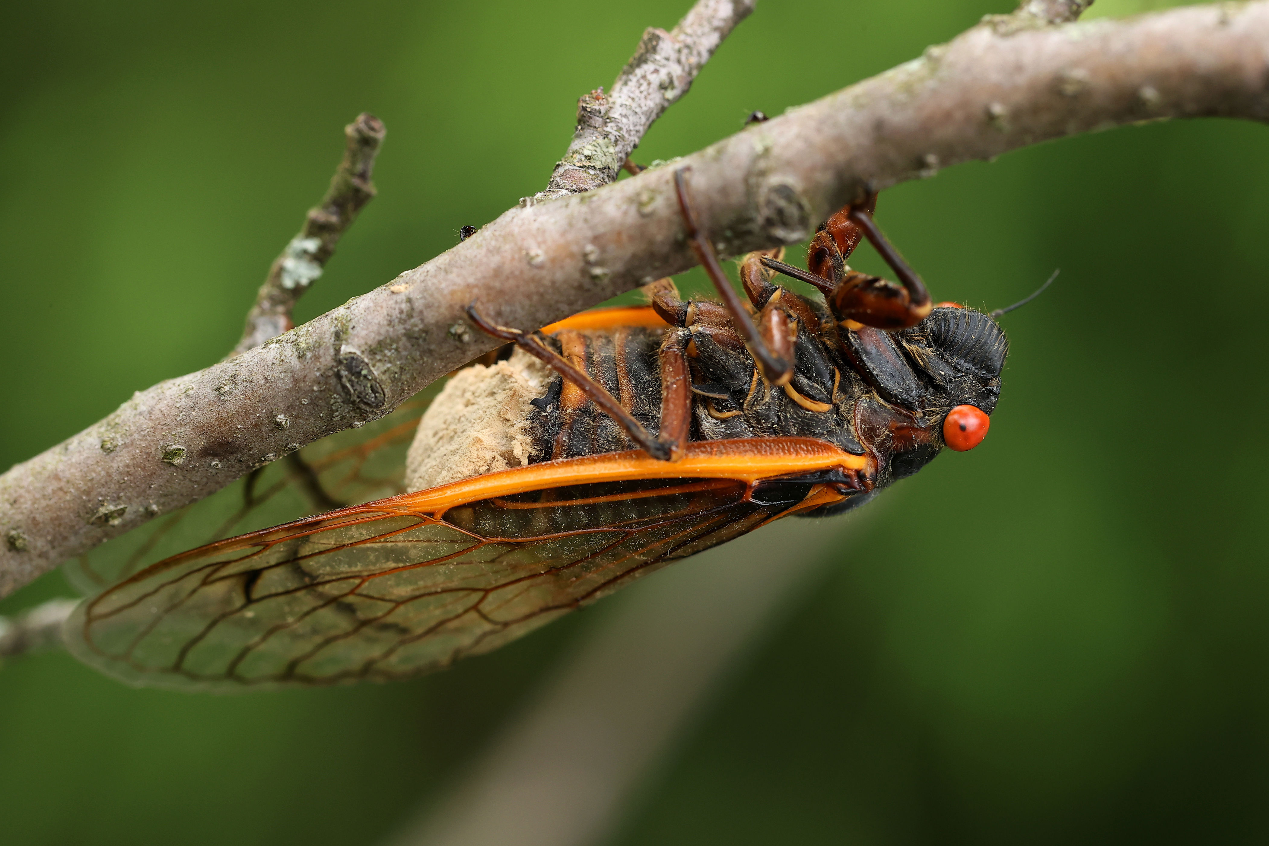 What humans might learn from nature’s real-life zombies