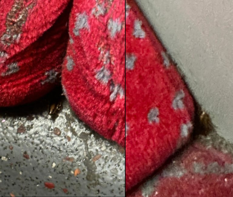 London buses are infested with cockroaches, say drivers