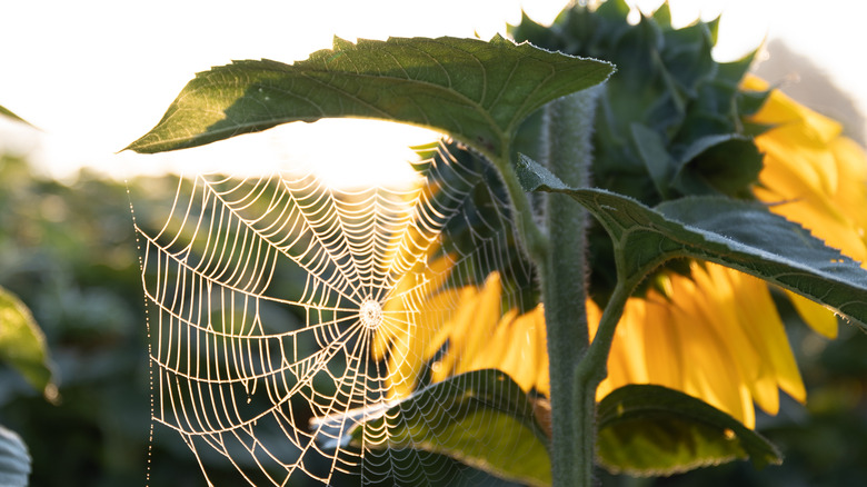 Turn Your Yard Into A Hummingbird Feeding Ground With These Tips For ...