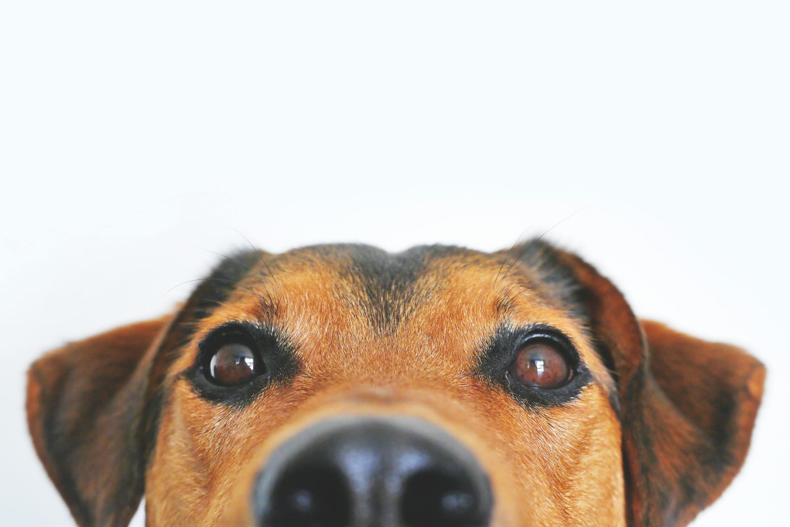 The 5 Essential Pet Wearable Devices for Your Dog's Health and Safety