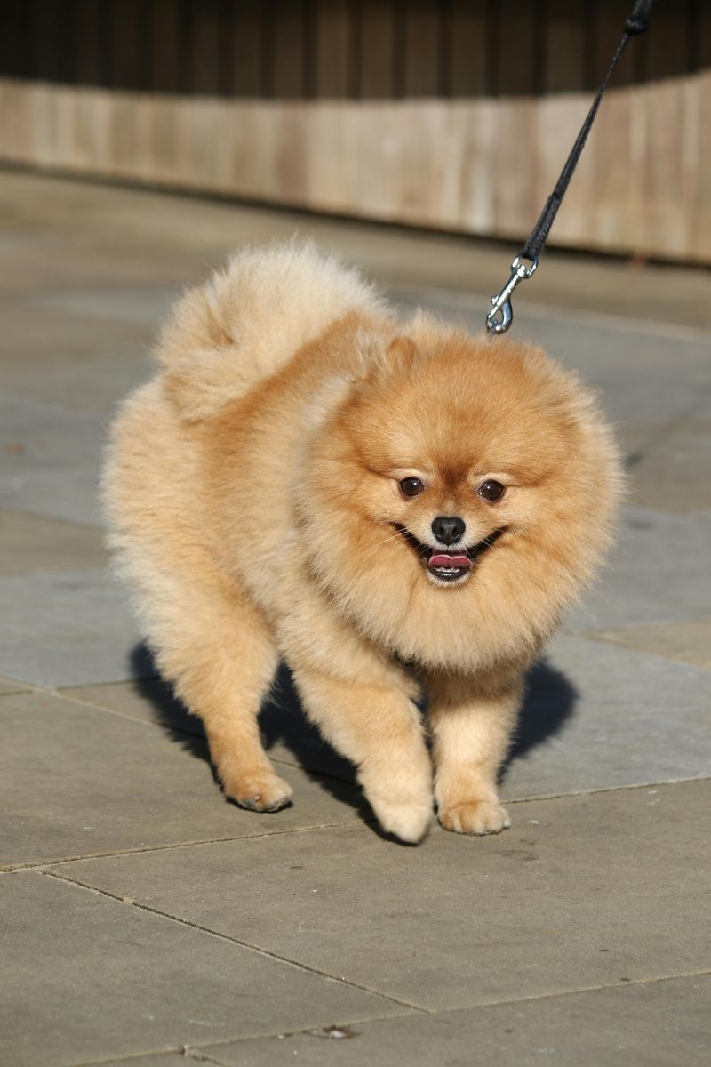 26 Small Dog Breeds with Fearless and Fun Personalities