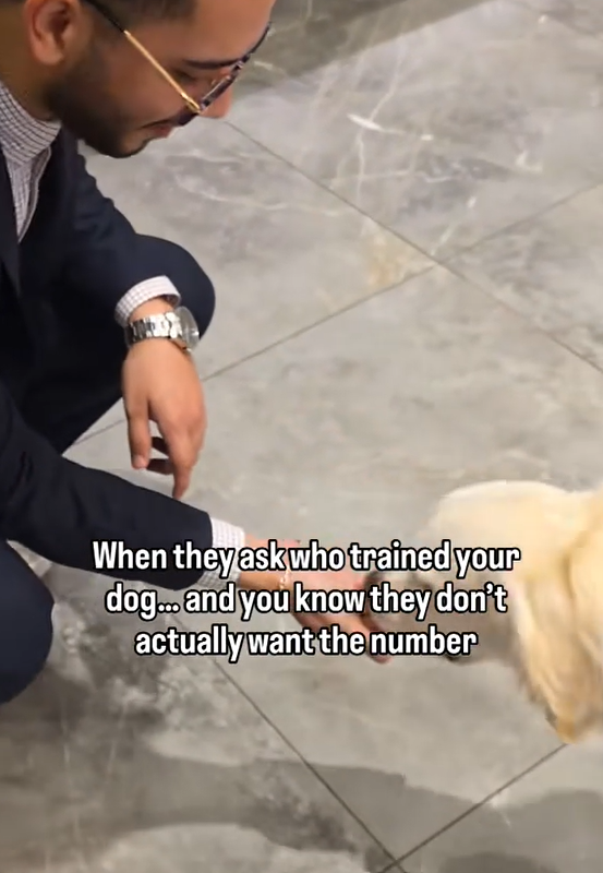 She Knows When You’re Watching – Funny Golden Retriever Moments!