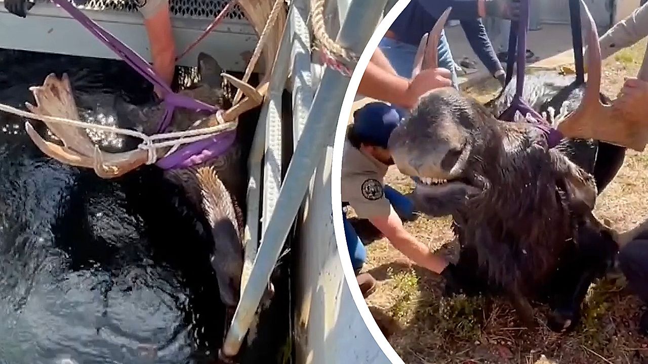 Alce é resgatado após cair em canal no Colorado