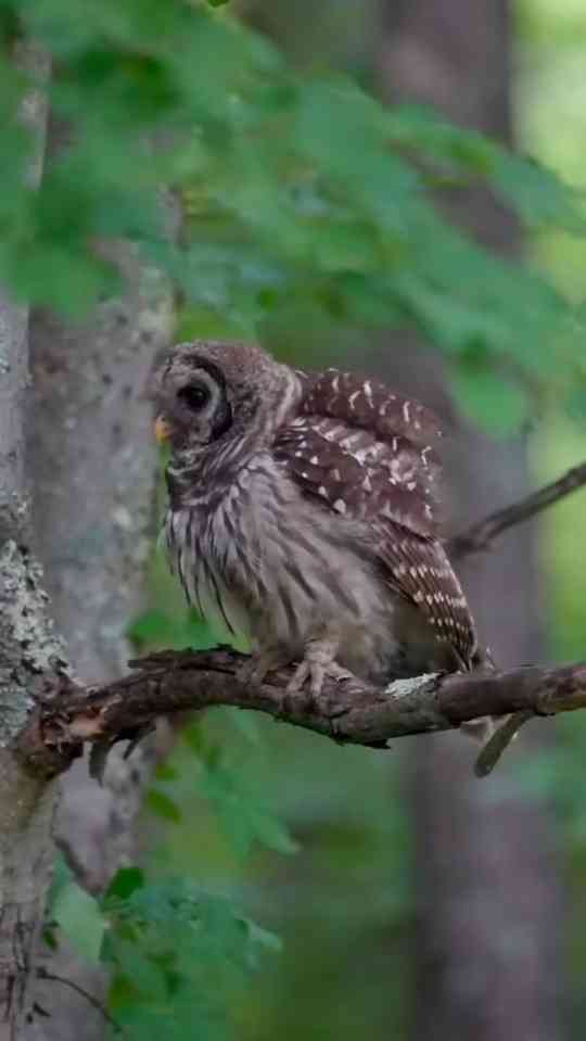 Feather Fluff & Shake Barred Owl Rousing Explained