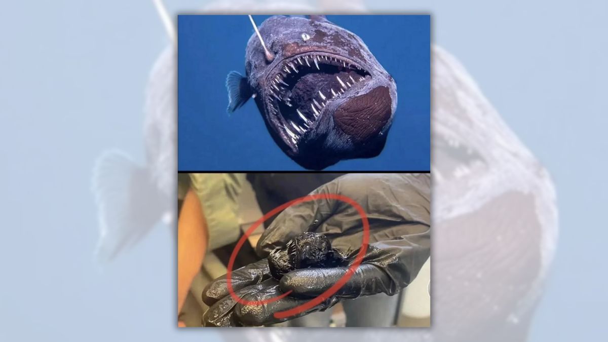 Real palm-sized anglerfish shown in this photo?