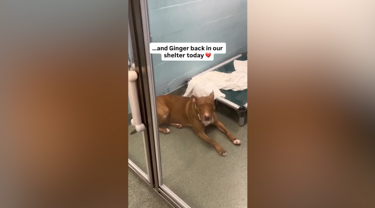 Dog Returned To Shelter After 3 Years—She Doesn’t Understand Why
