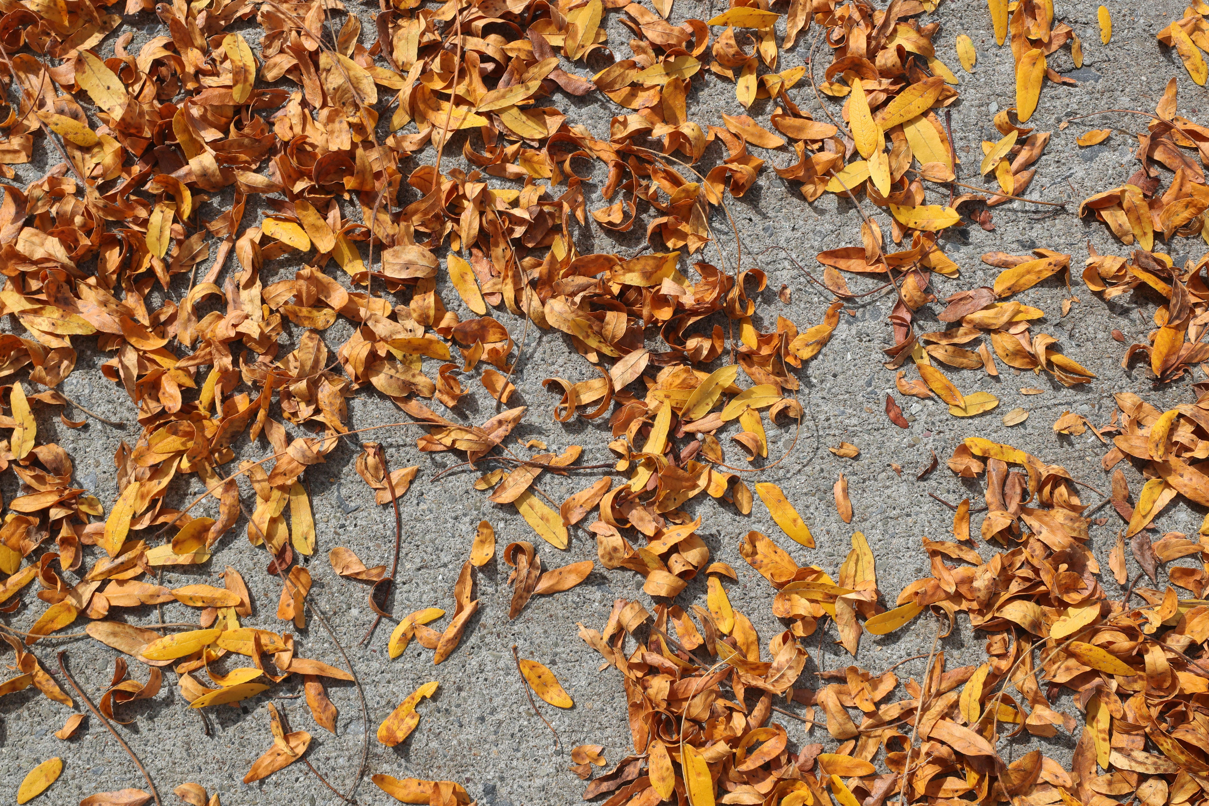 Leaf collection in Greater Lafayette is in full swing. Here's what you ...