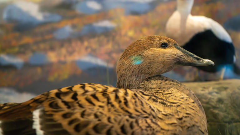 Le génie inuit s’expose au Musée canadien de la nature