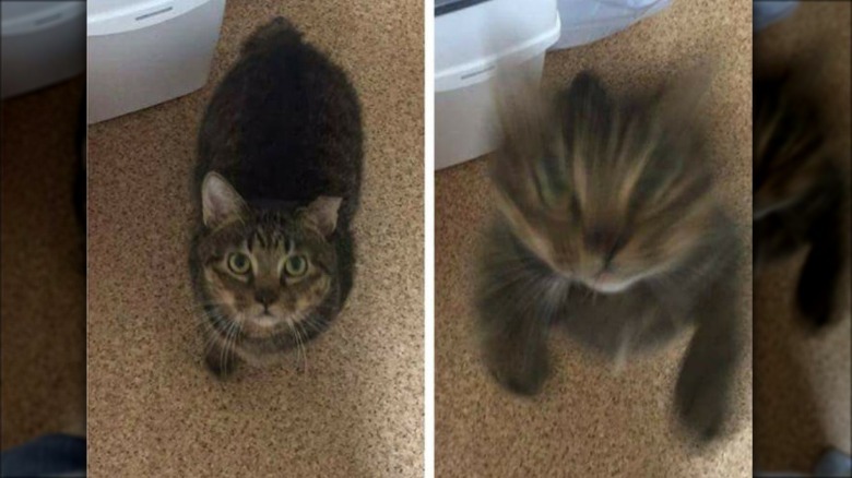 Perfectly timed photos of cats