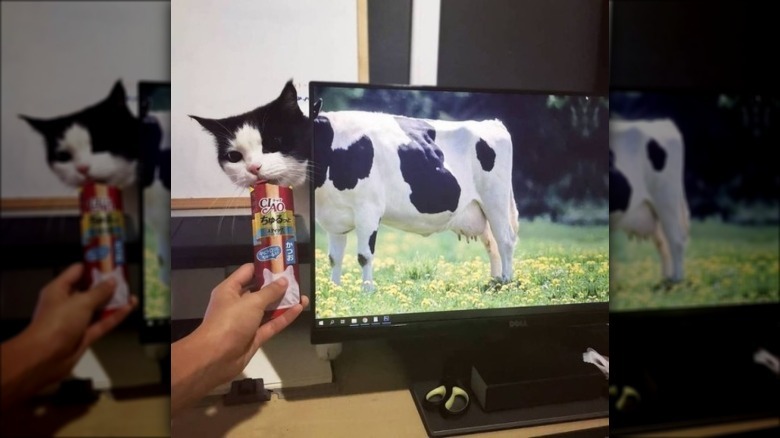 Perfectly timed photos of cats