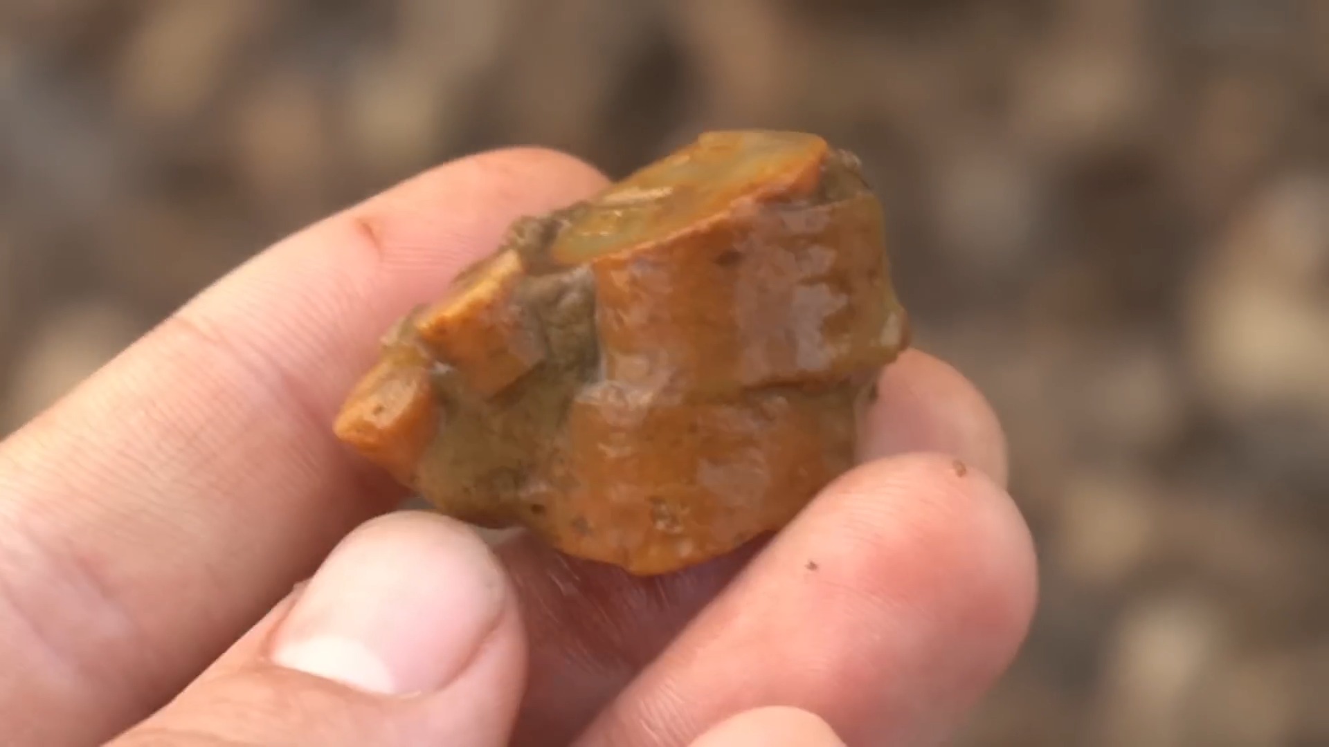 Discovering Ancient Life Hidden in Alabama’s Rocks and Creeks
