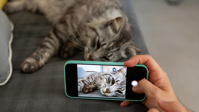 Perfectly timed photos of cats