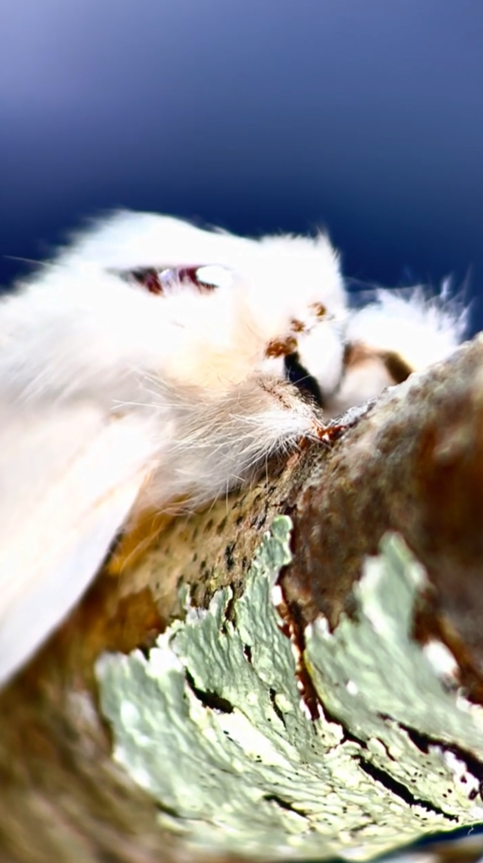 I Looked At A Moth Under The Microscope!