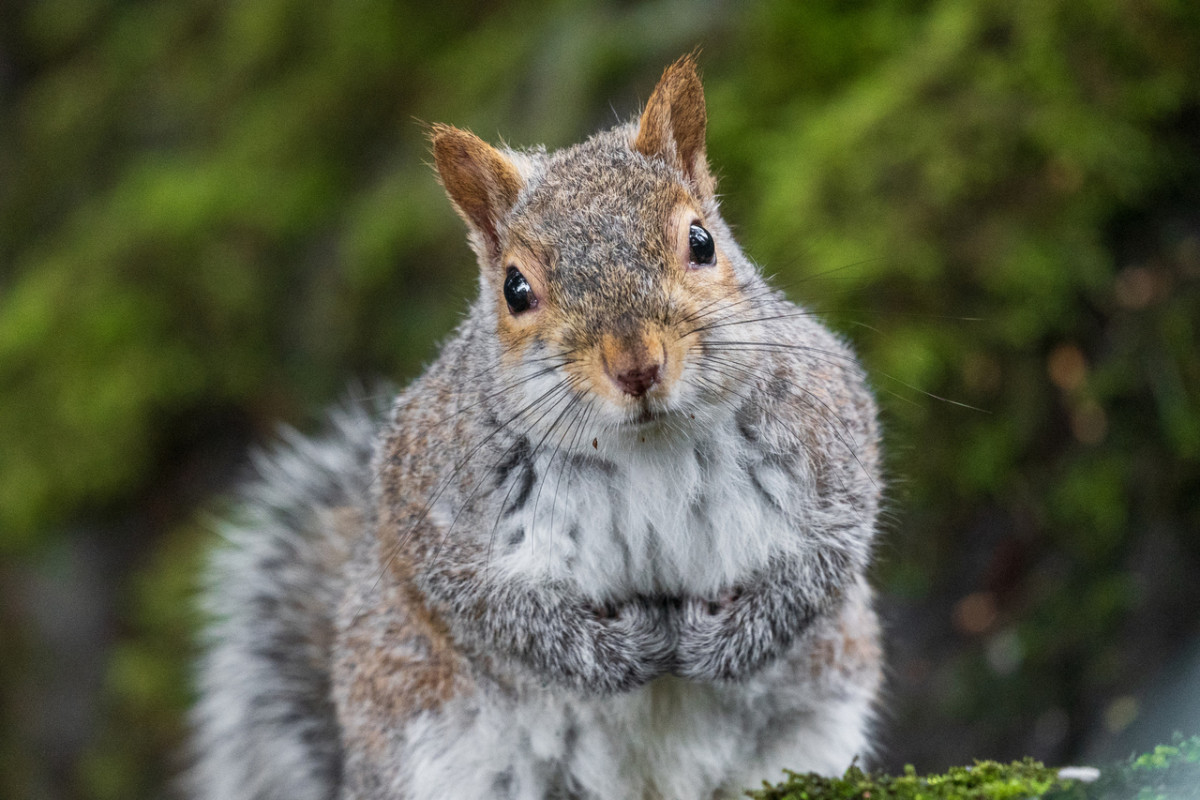 Best Squirrel Names: 400+ Ideas for Your Fuzzy Friend
