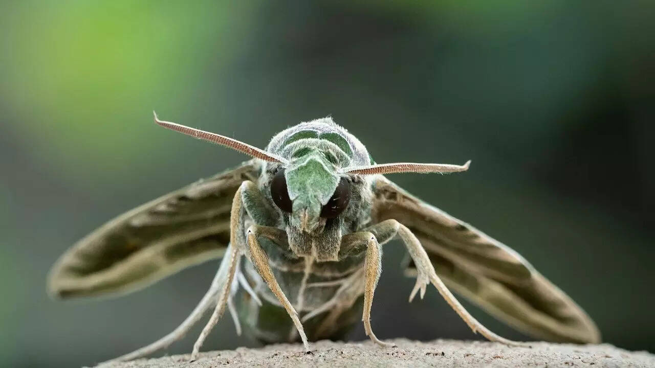 Mysterious holes in your clothes? These bugs might be secretly causing ...