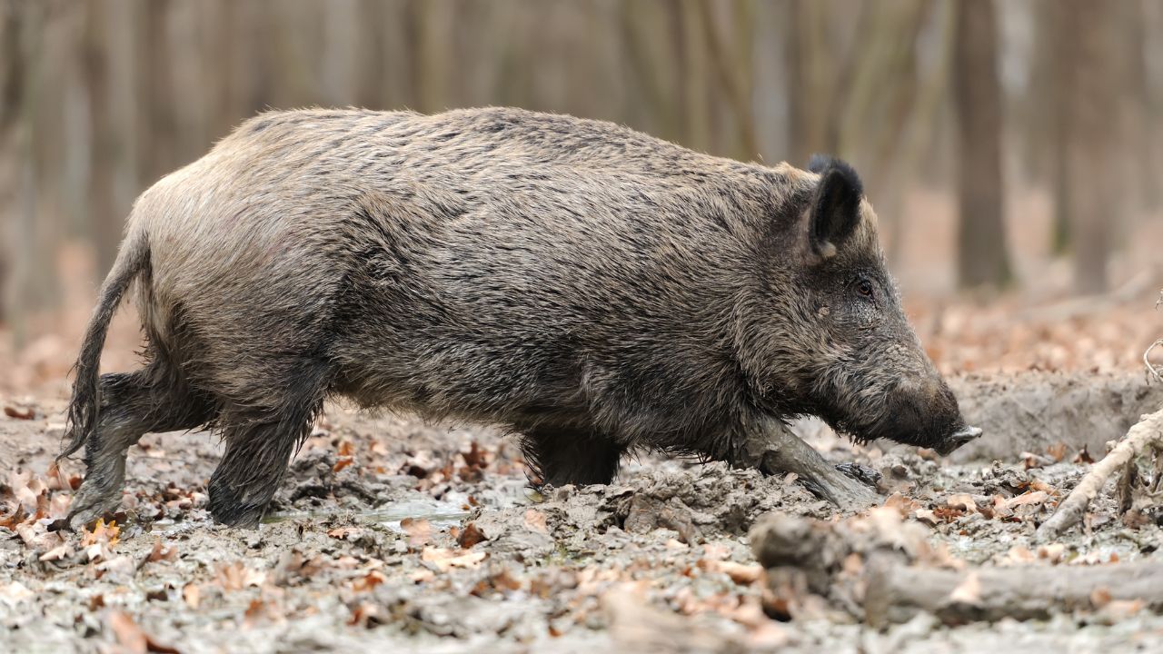 Calibers that can’t punch through hog hide
