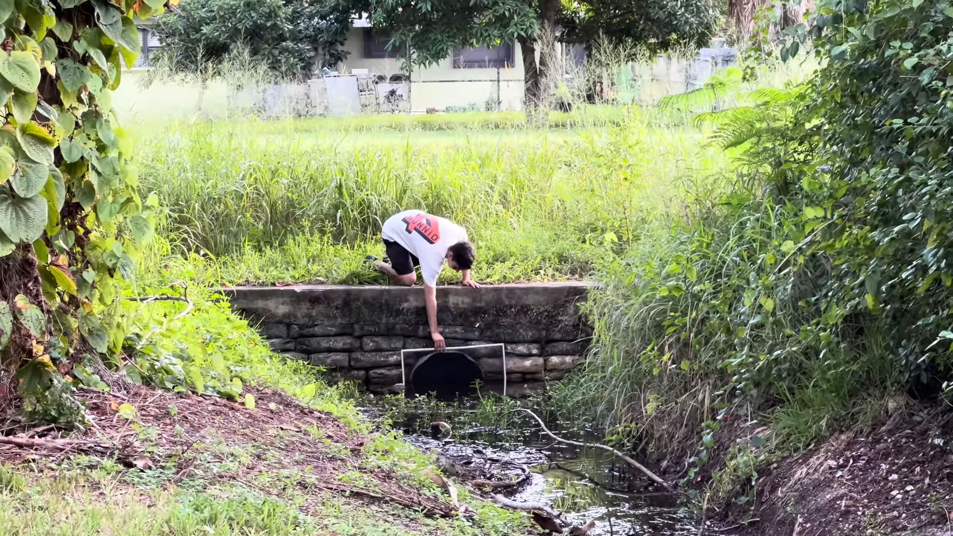 Catching rare aquarium fish in a flooded ditch