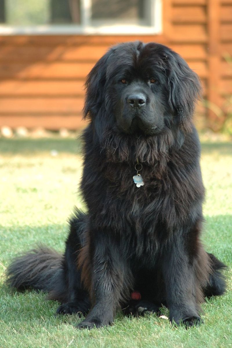 29 Big Dog Breeds with Gentle Temperaments
