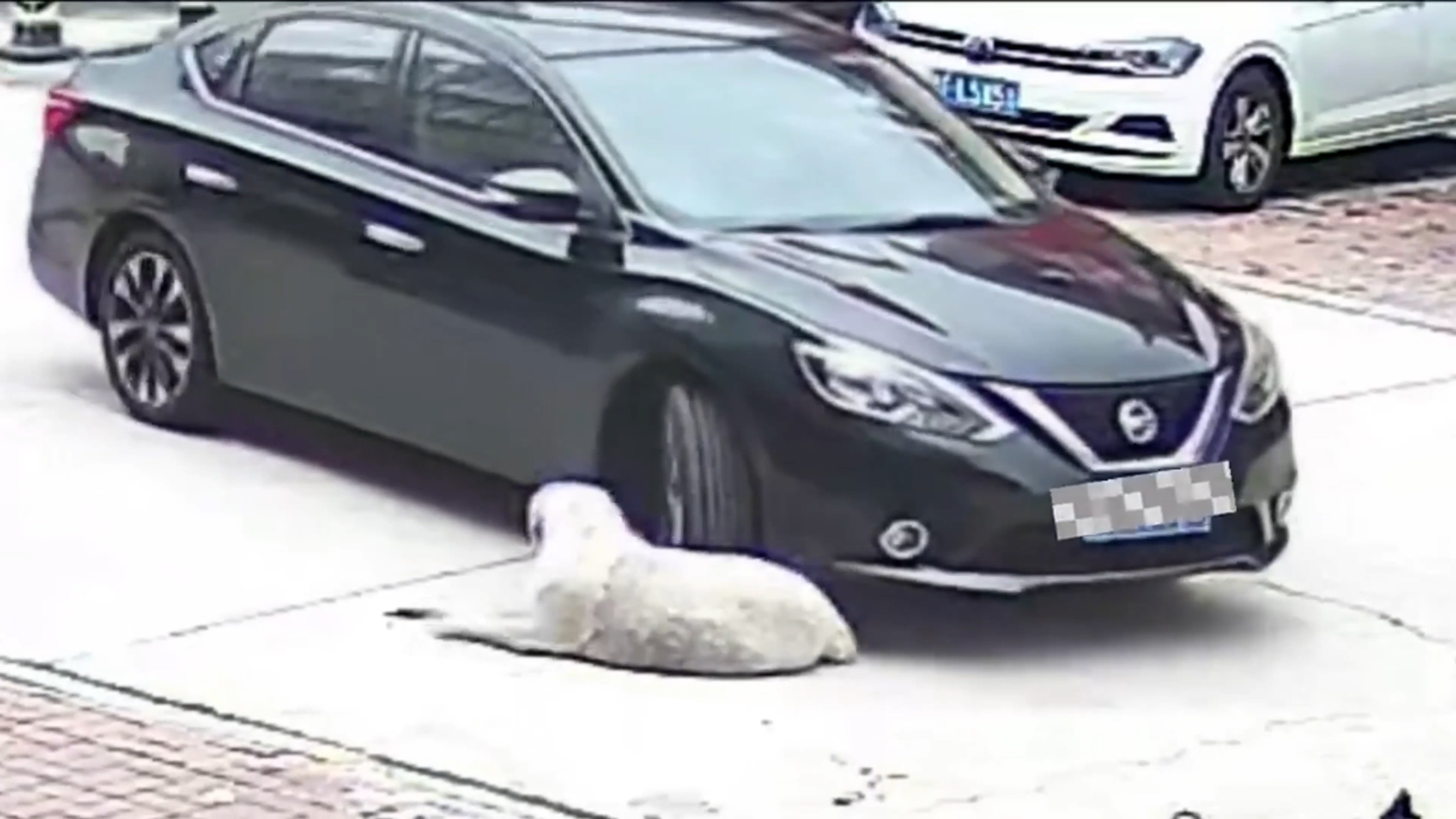 Dog is run over by car and walks away uninjured