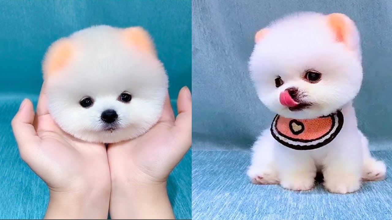 Fluffy Puppies with Perfectly Round Faces